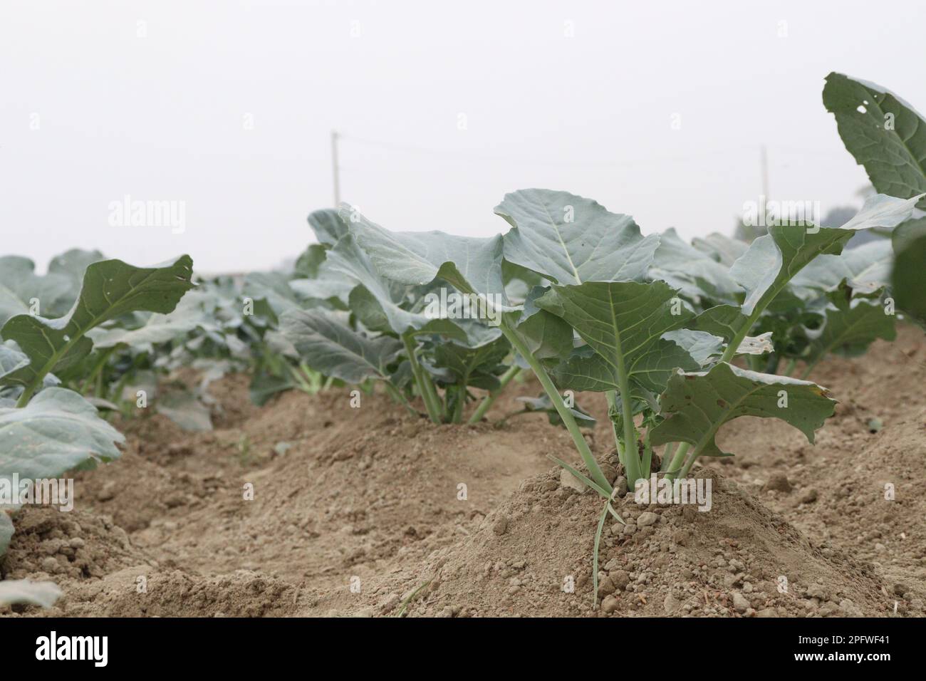 green colored fresh raw broccoli farm for harvest are cash crops Stock ...