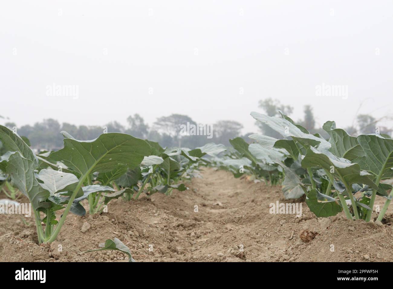 green colored fresh raw broccoli farm for harvest are cash crops Stock ...