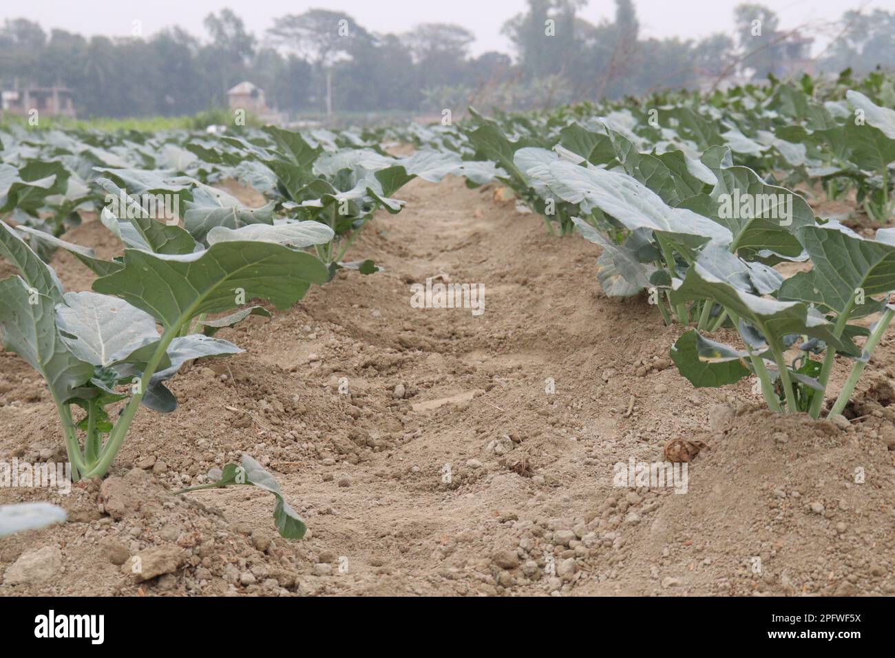 green colored fresh raw broccoli farm for harvest are cash crops Stock ...