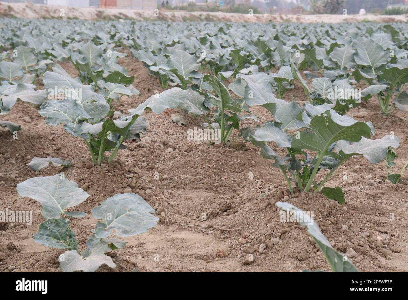 green colored fresh raw broccoli farm for harvest are cash crops Stock ...