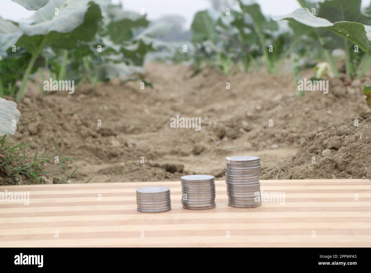 raw fresh broccoli farm with bank coin for harvest are cash crops Stock ...