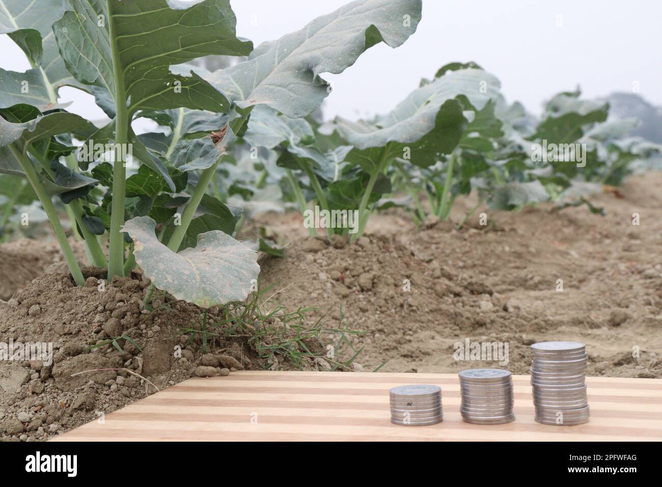 raw fresh broccoli farm with bank coin for harvest are cash crops Stock ...