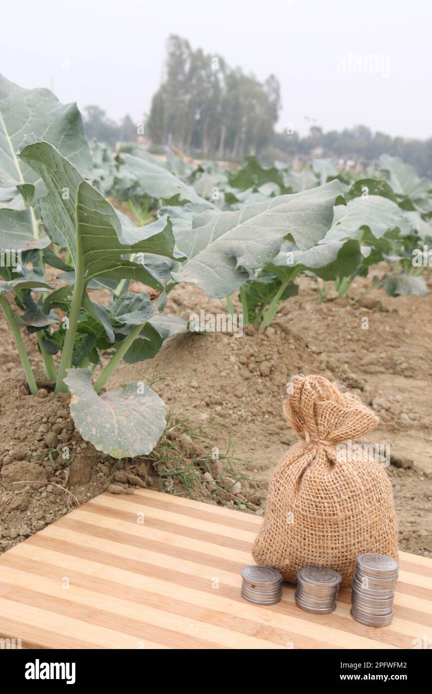 raw fresh broccoli farm with money bag for harvest are cash crops Stock ...