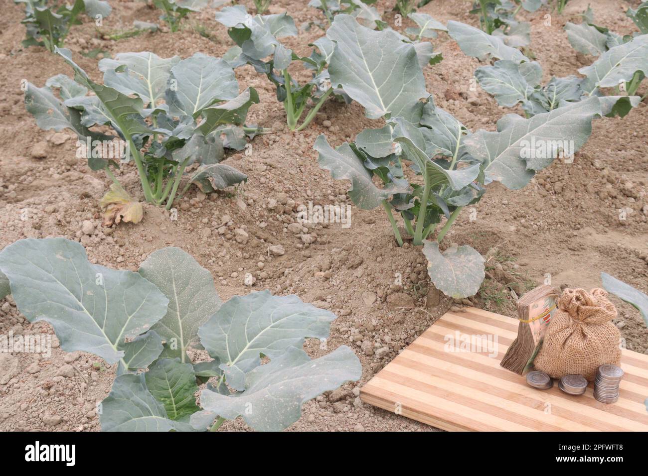raw fresh broccoli farm with money bag for harvest are cash crops Stock ...