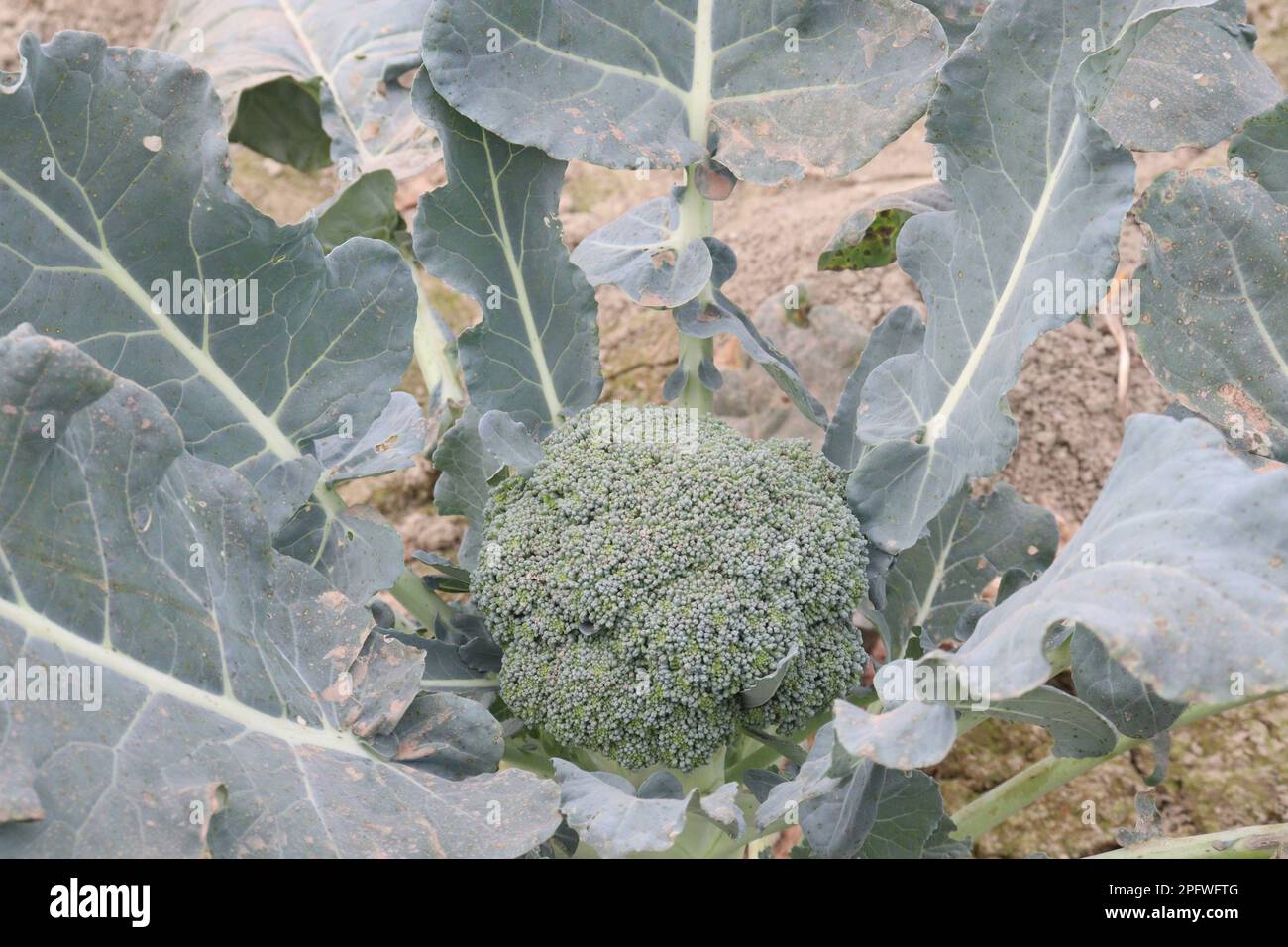 green colored fresh raw broccoli farm for harvest are cash crops Stock ...
