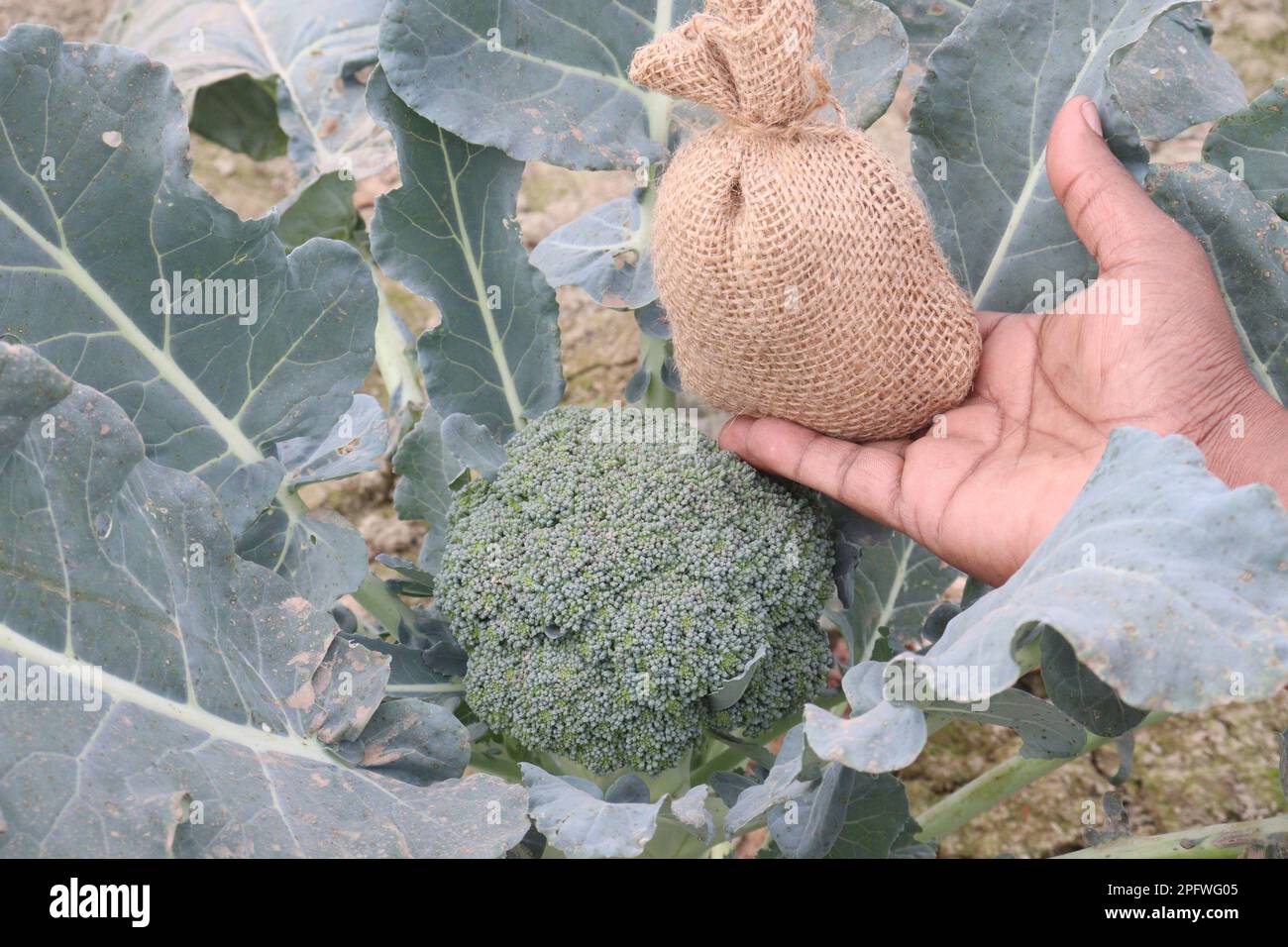 raw fresh broccoli farm with money bag on hand for harvest are cash ...