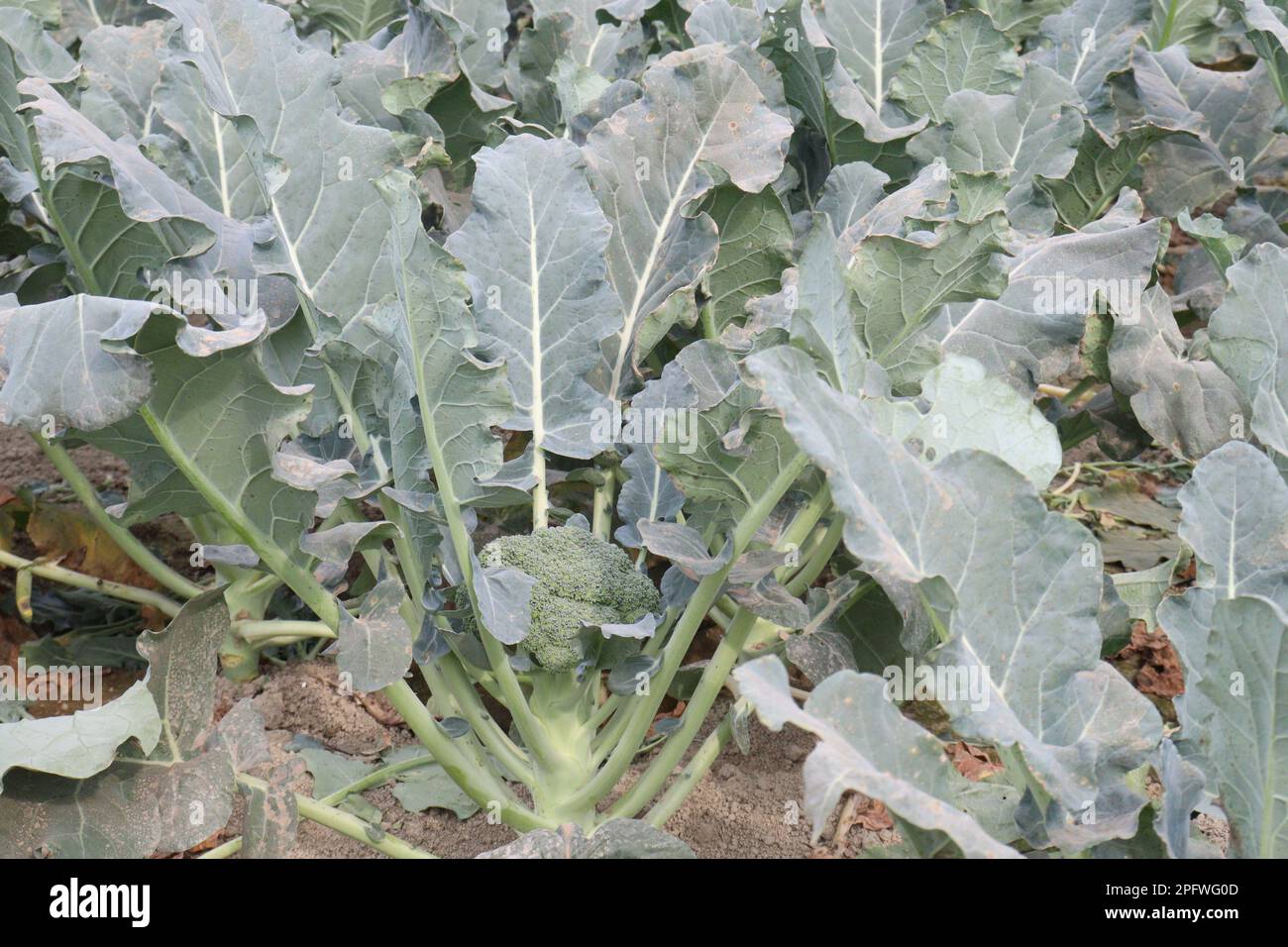 green colored fresh raw broccoli farm for harvest are cash crops Stock ...