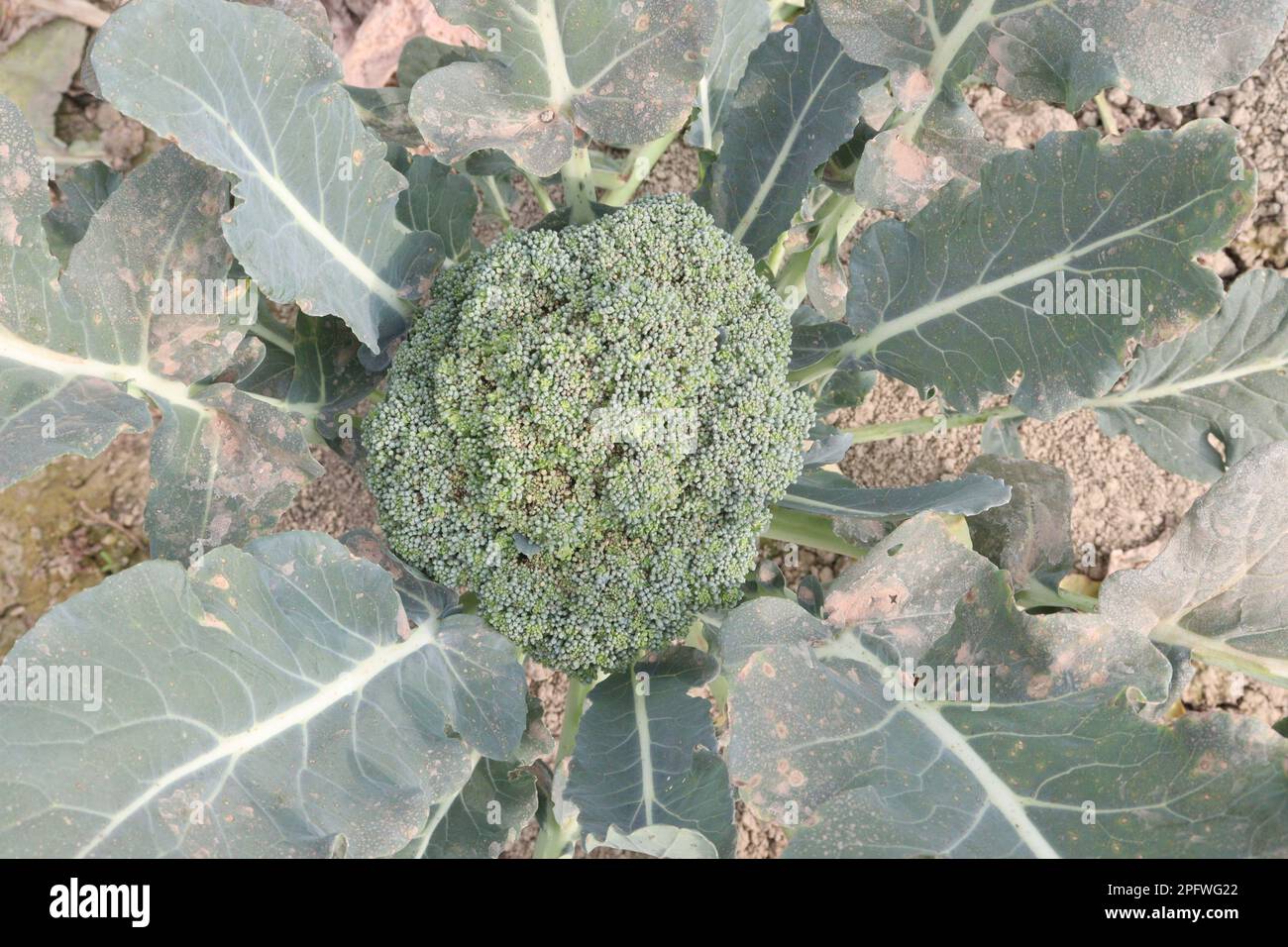 green colored fresh raw broccoli farm for harvest are cash crops Stock ...