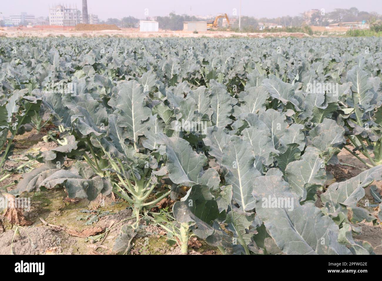 green colored fresh raw broccoli farm for harvest are cash crops Stock ...
