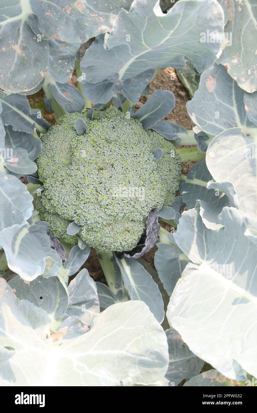 green colored fresh raw broccoli farm for harvest are cash crops Stock ...