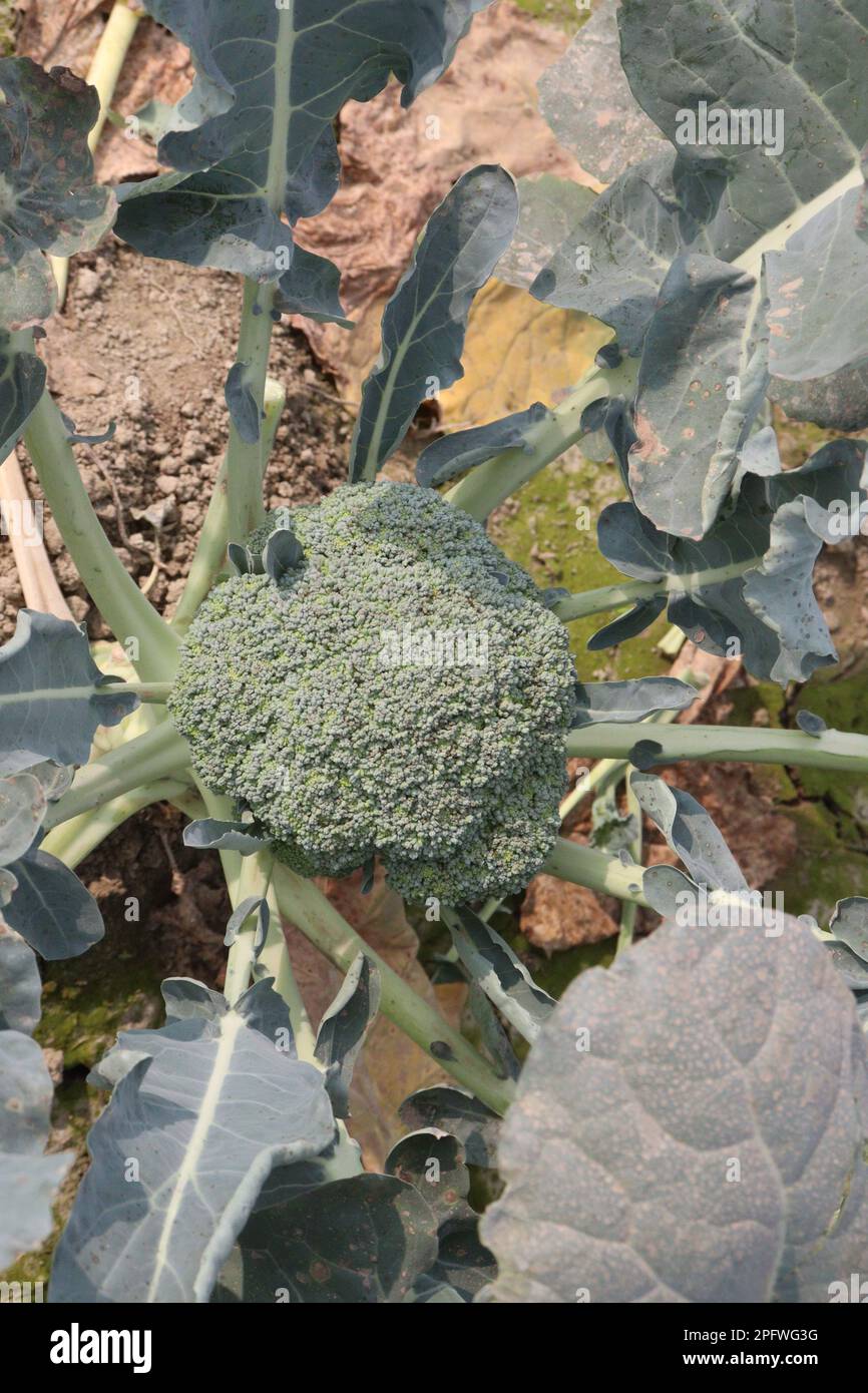 green colored fresh raw broccoli farm for harvest are cash crops Stock ...