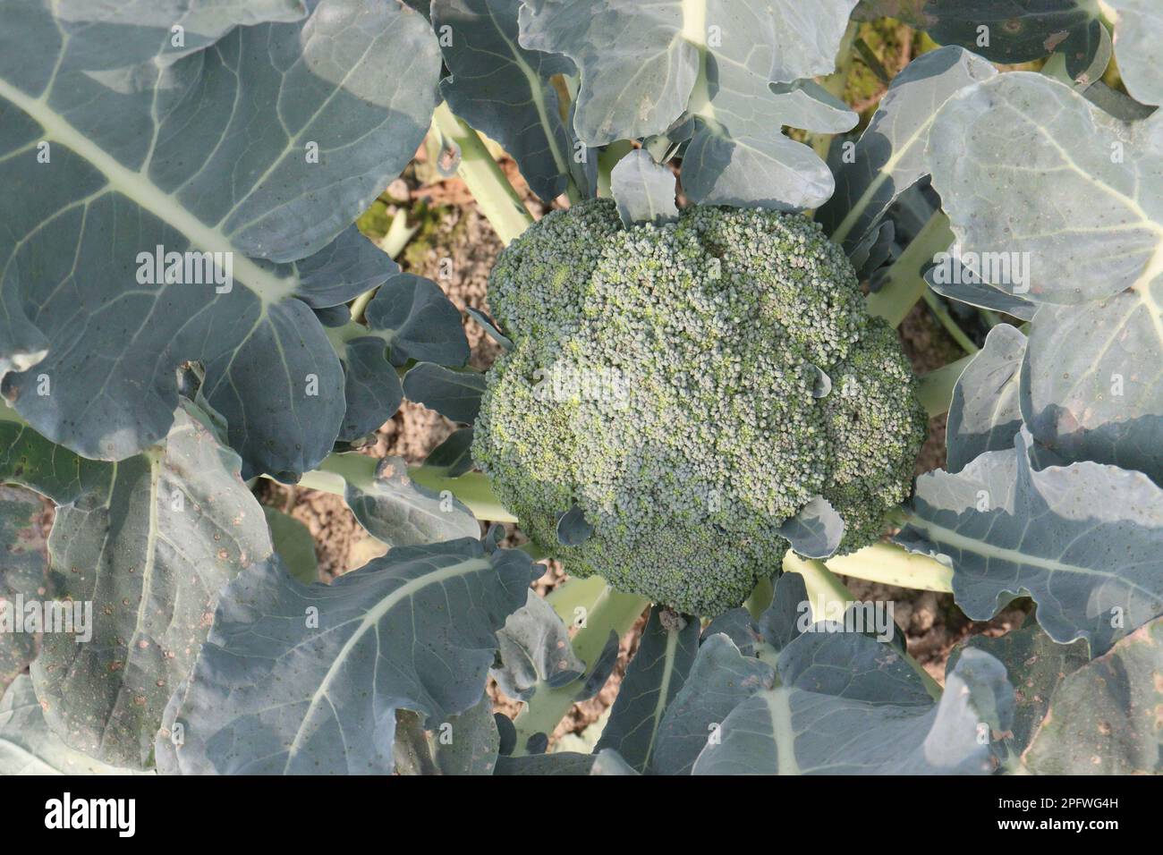 green colored fresh raw broccoli farm for harvest are cash crops Stock ...
