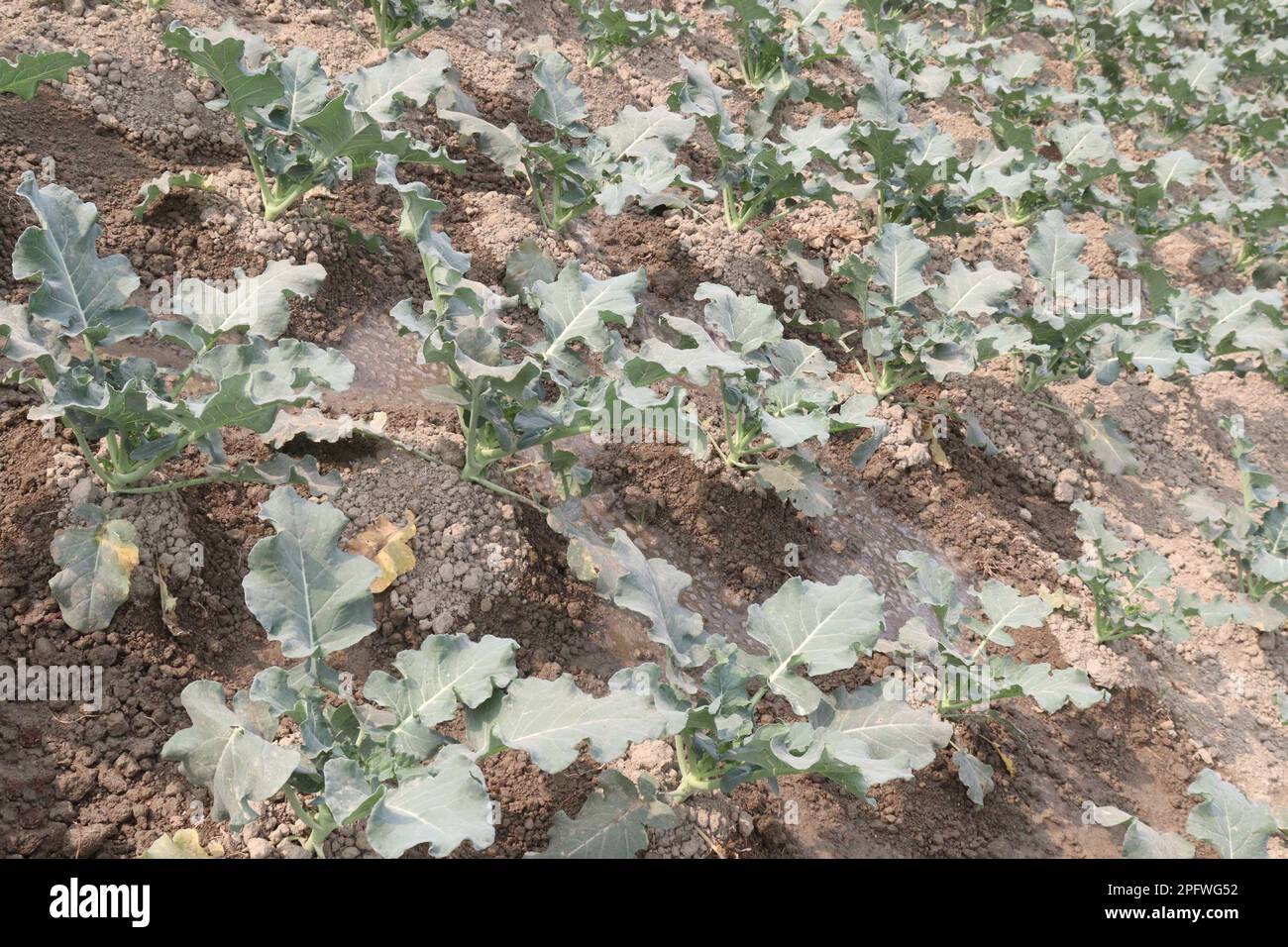 green colored fresh raw broccoli farm for harvest are cash crops Stock ...