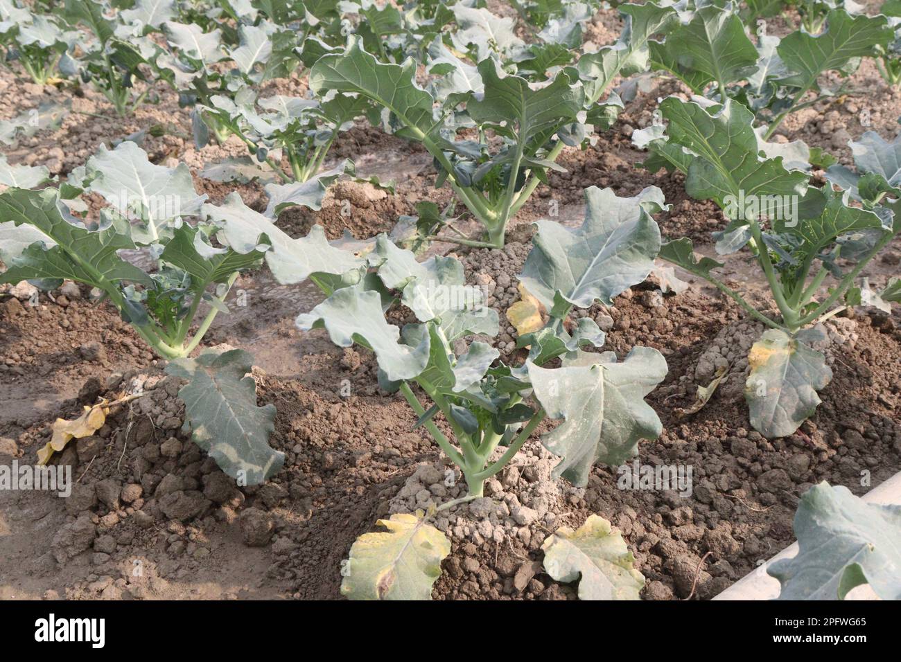 green colored fresh raw broccoli farm for harvest are cash crops Stock ...