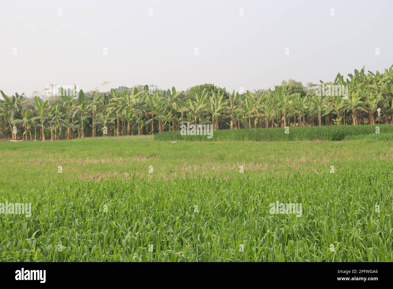 green colored fresh raw wheat farm for harvest are cash crops Stock ...