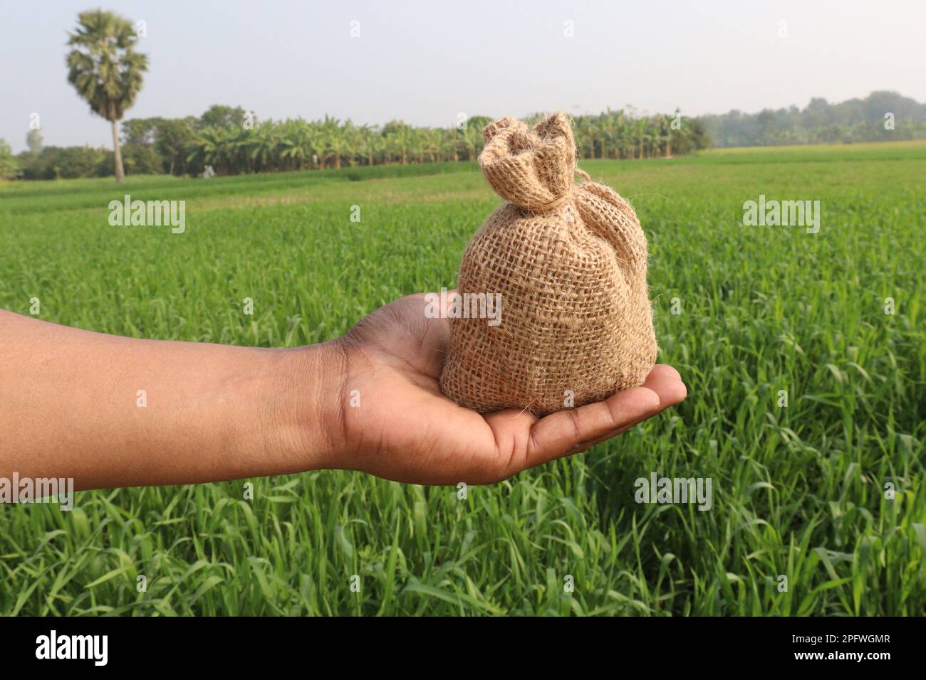 money bag on hand with wheat farm are cash crops Stock Photo - Alamy