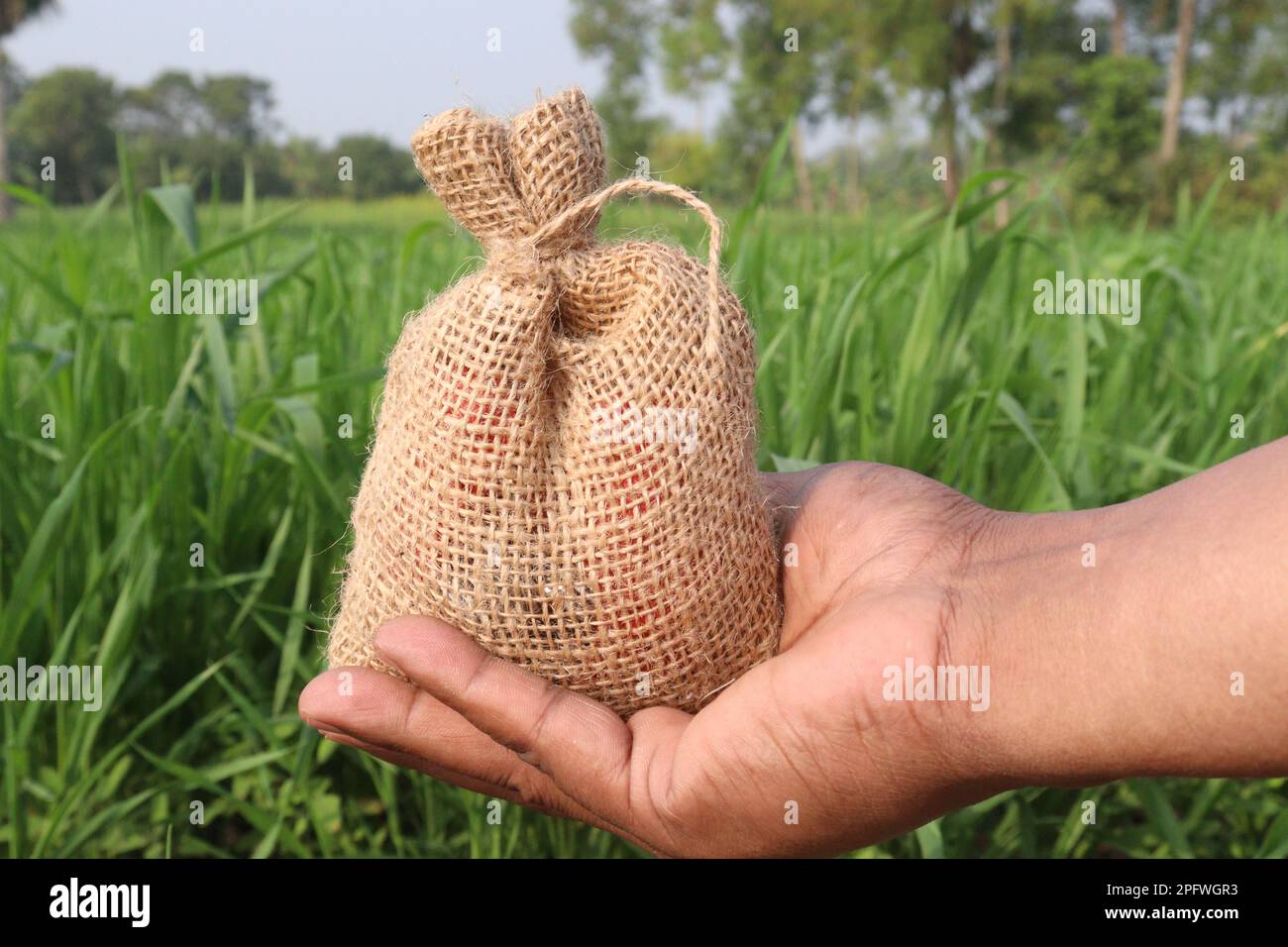money bag on hand with wheat farm are cash crops Stock Photo - Alamy