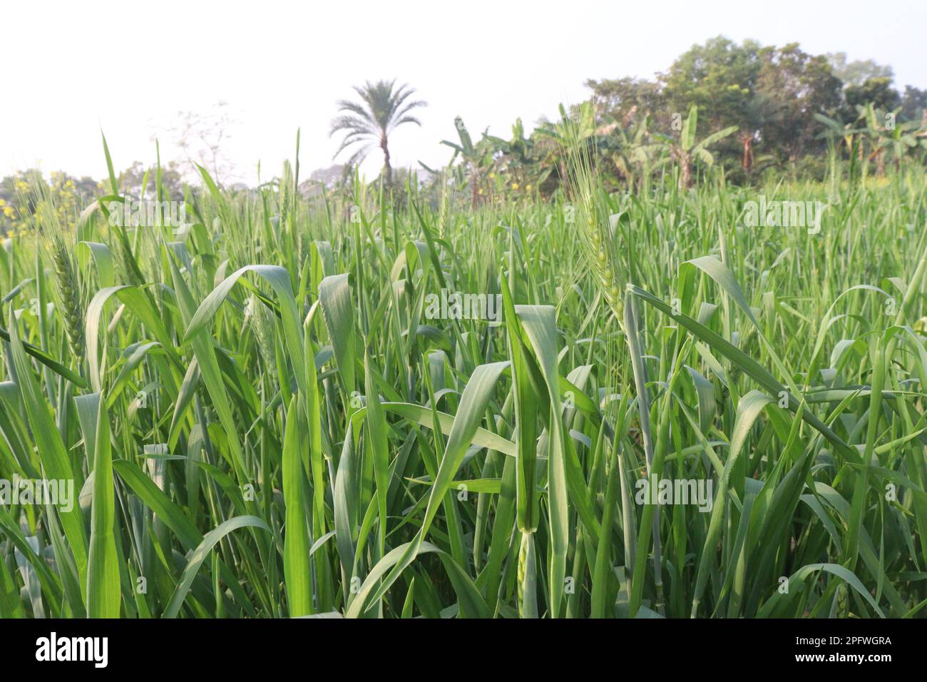 Cash Crops Rice