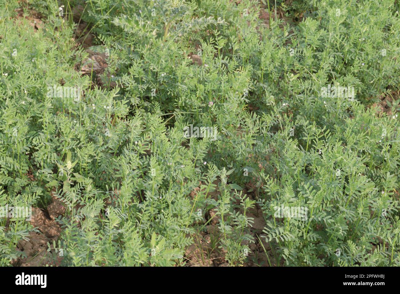 green colored lentils farm for harvest are cash crops Stock Photo - Alamy