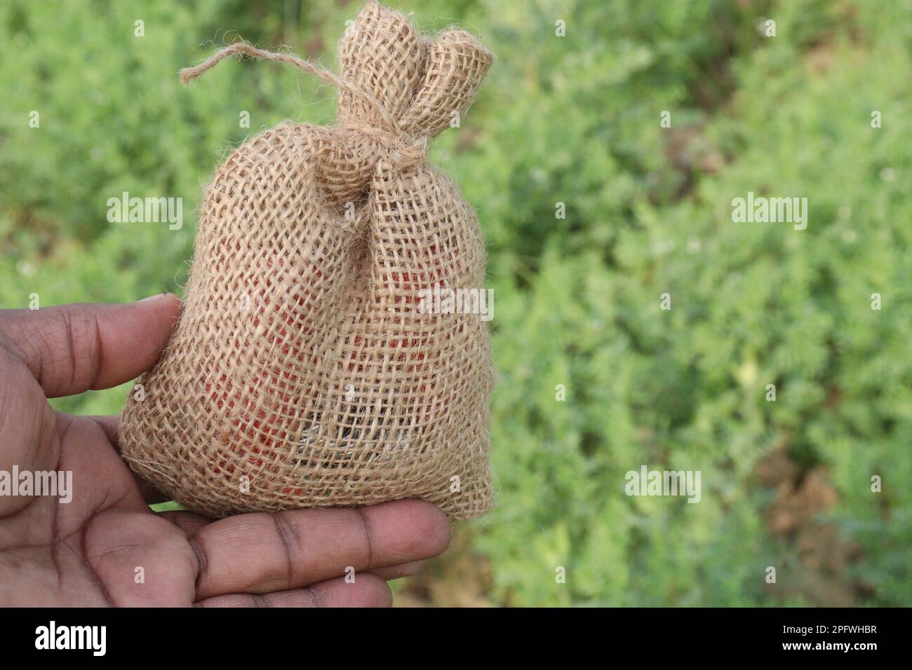 money bag on hand with lentils farm for harvest and growing financial ...