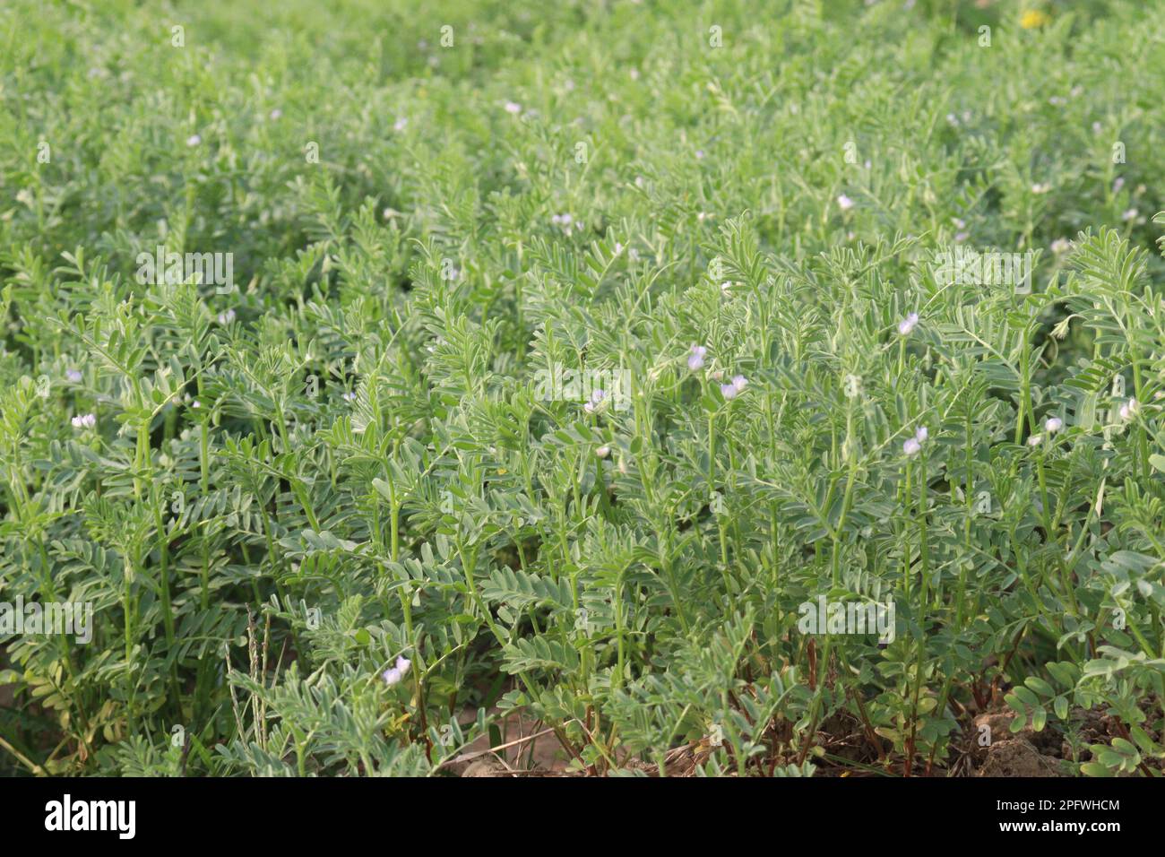 green colored lentils farm for harvest are cash crops Stock Photo - Alamy
