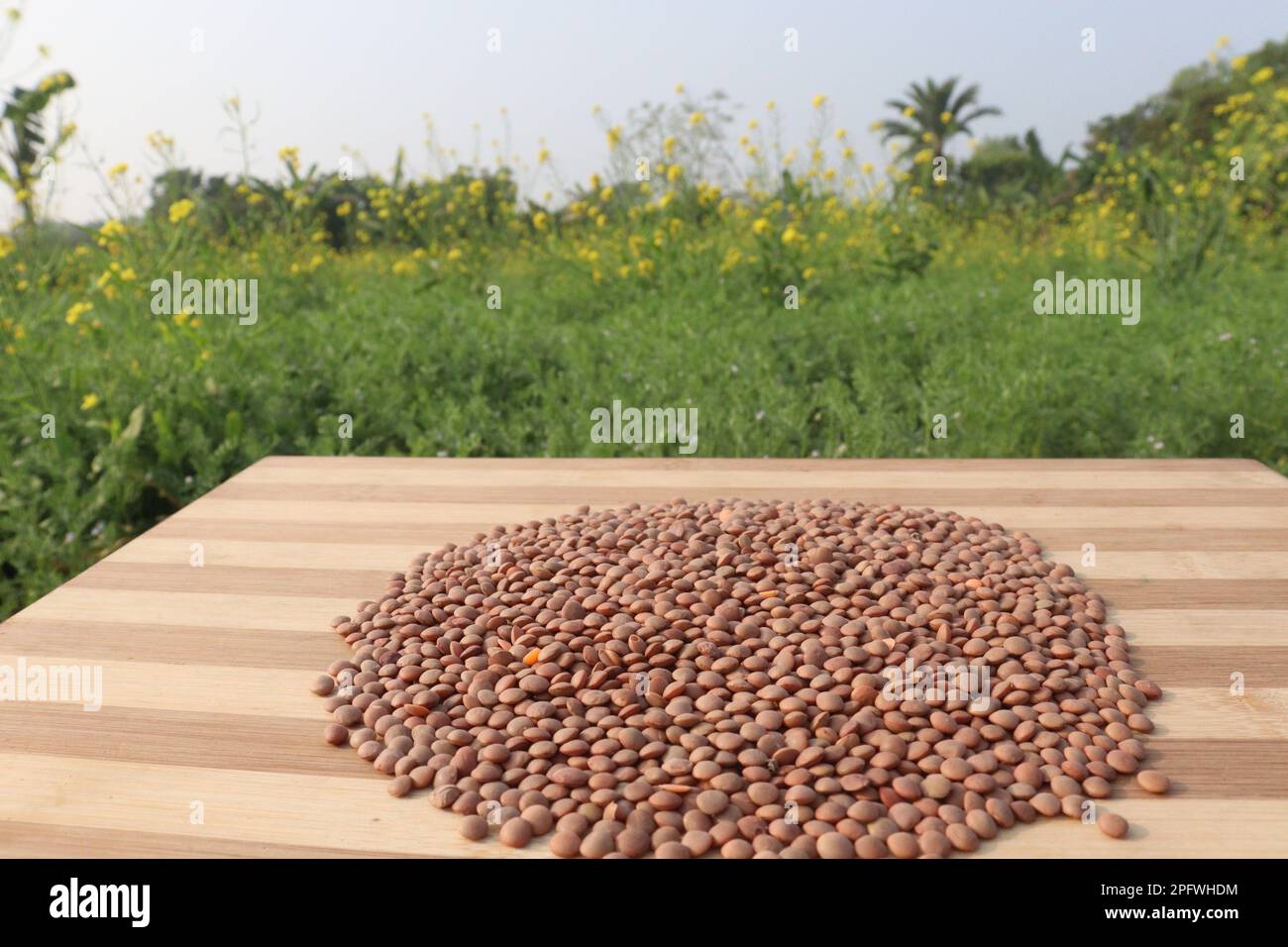tasty and healthy ripe lentils on farm for harvest and growing ...