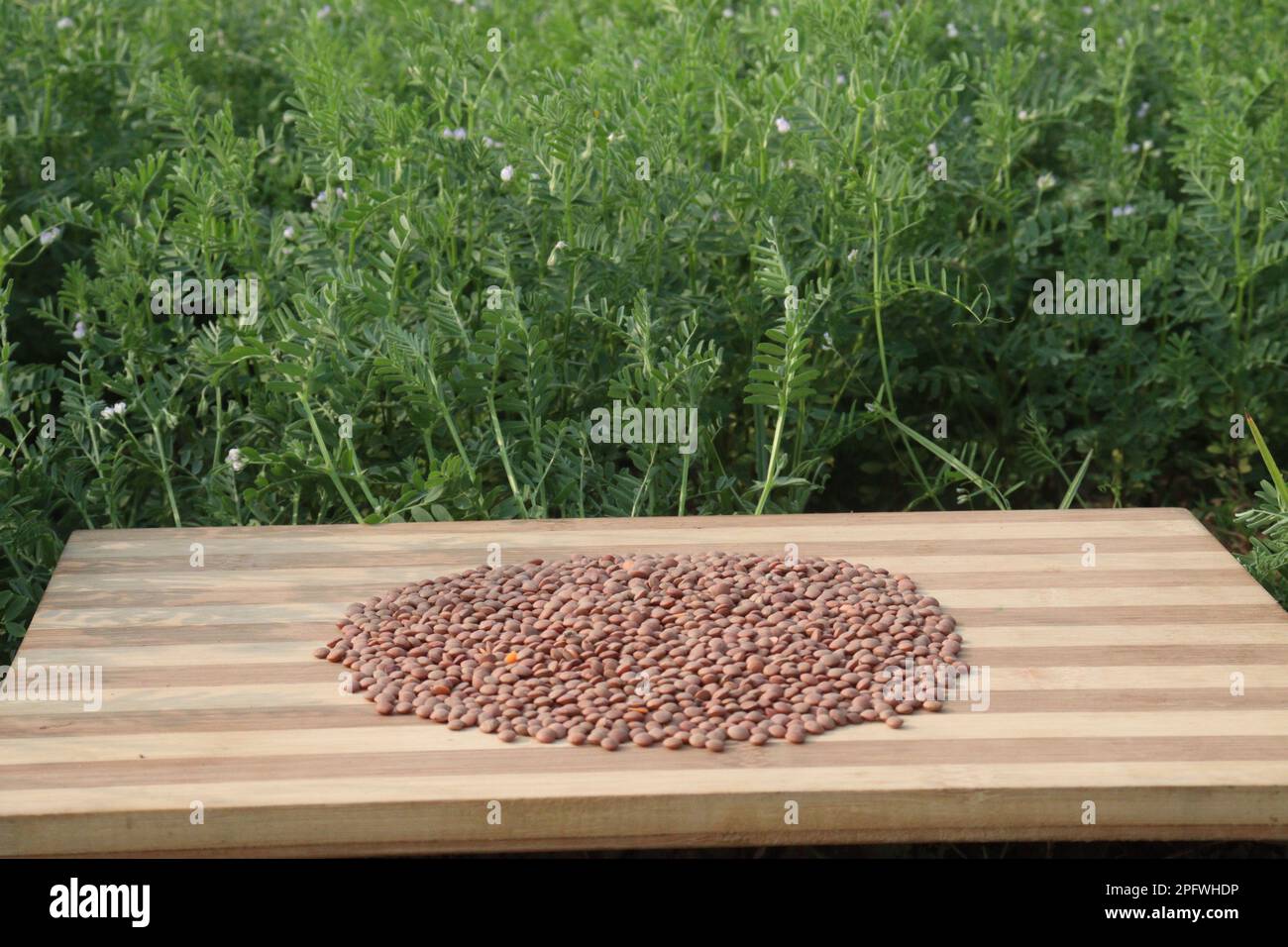 tasty and healthy ripe lentils on farm for harvest and growing ...