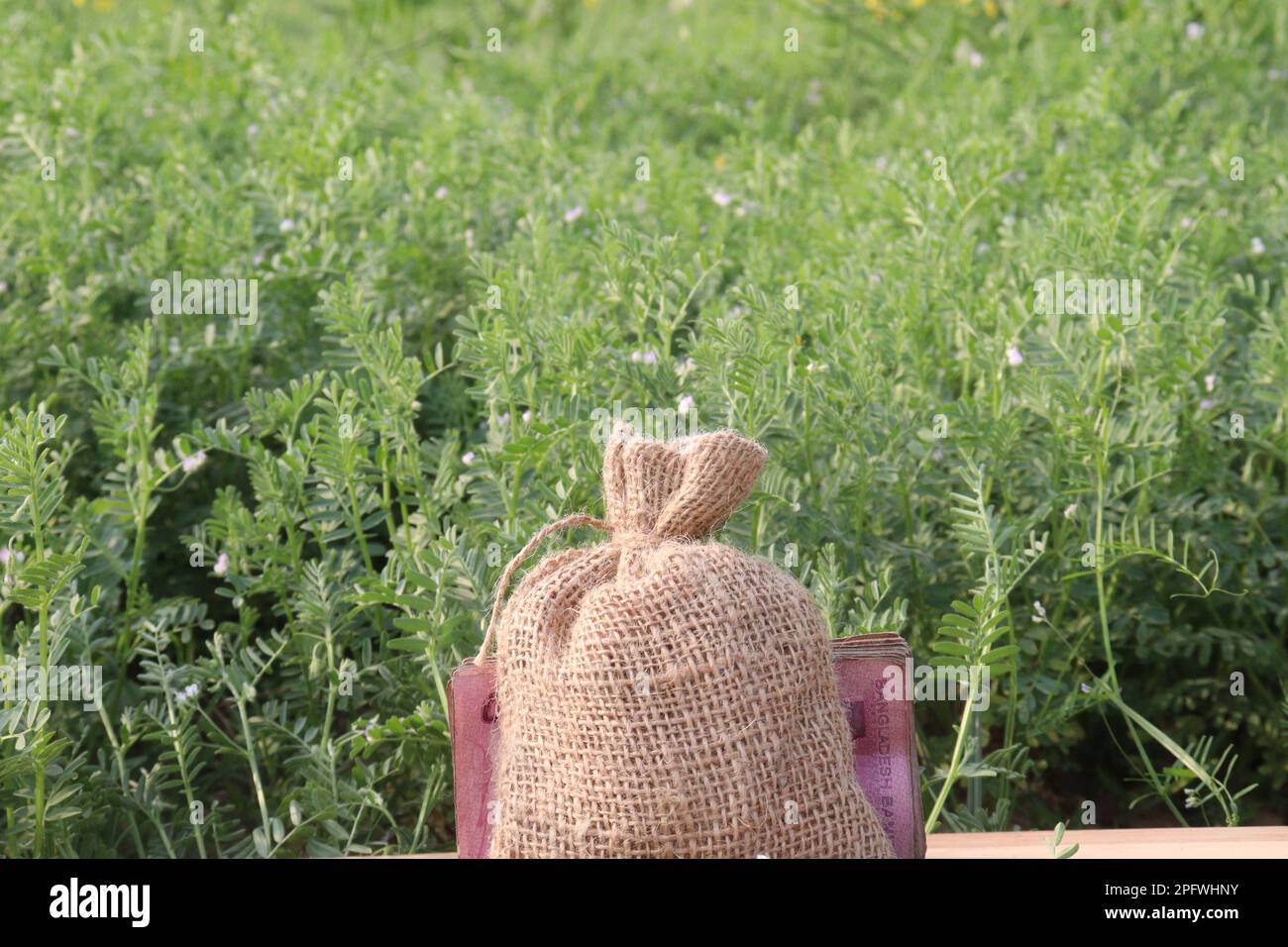 money bag on hand with lentils farm for harvest and growing financial ...
