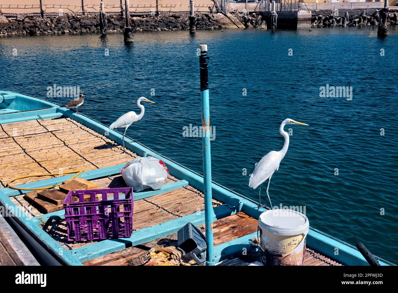 Middle east birding hi-res stock photography and images - Alamy