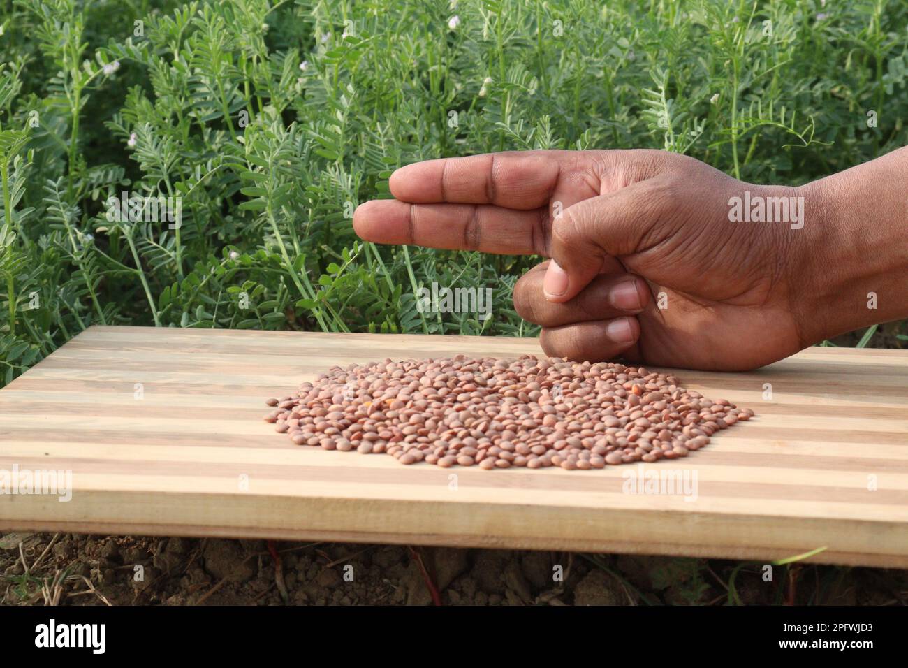 ripe lentils with finger sign on farm for deaf and harvest are cash ...