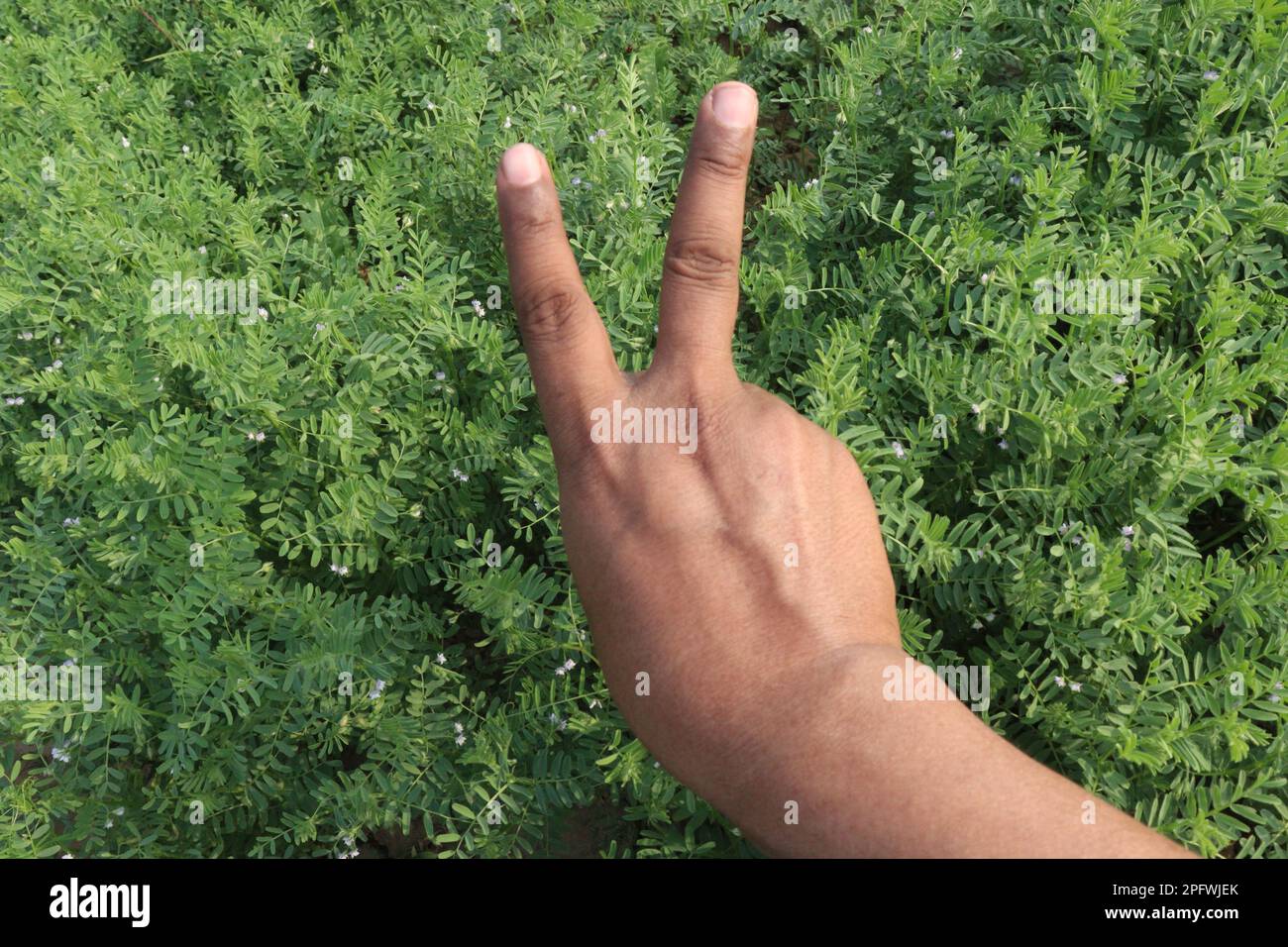 a finger sign for deaf with lentils farm for harvest Stock Photo - Alamy