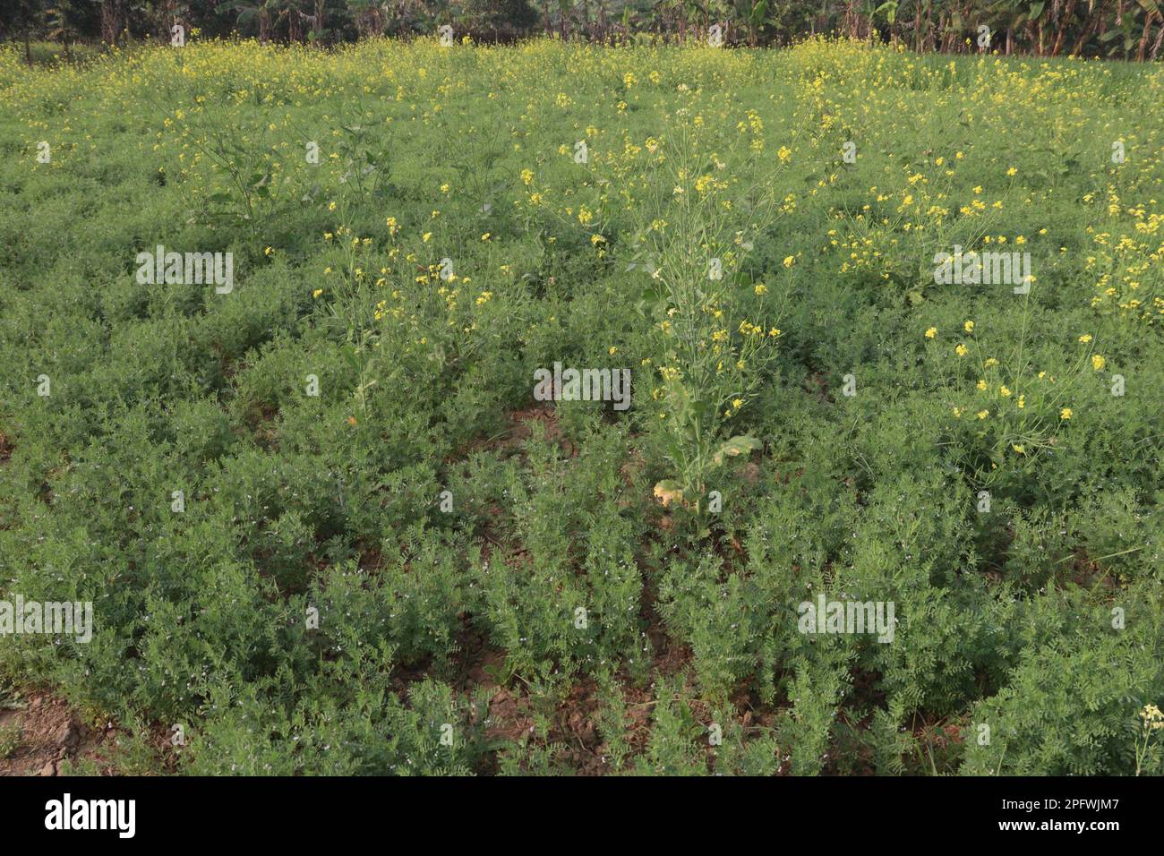 green colored lentils farm for harvest are cash crops Stock Photo - Alamy