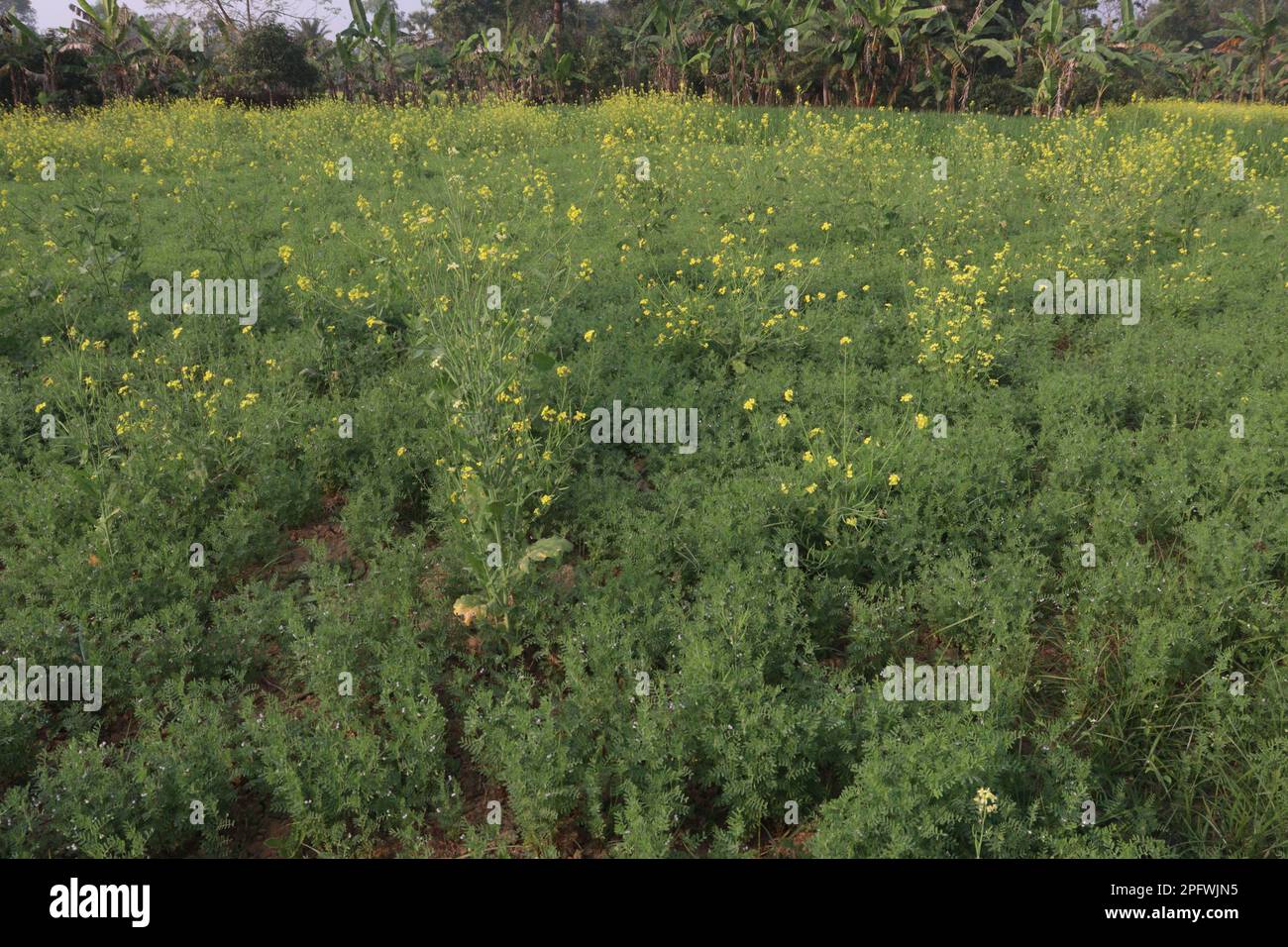 green colored lentils farm for harvest are cash crops Stock Photo - Alamy