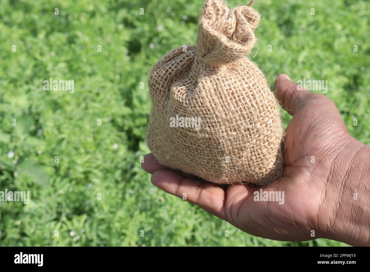 money bag on hand with lentils farm for harvest and growing financial ...