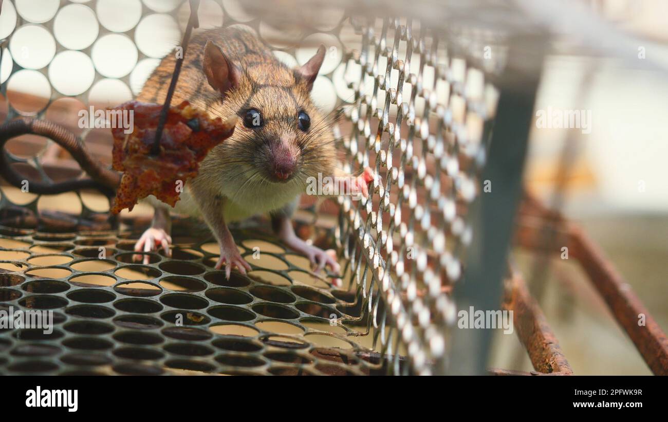 Rat in cage mousetrap, Mouse finding a way out of being confined ...