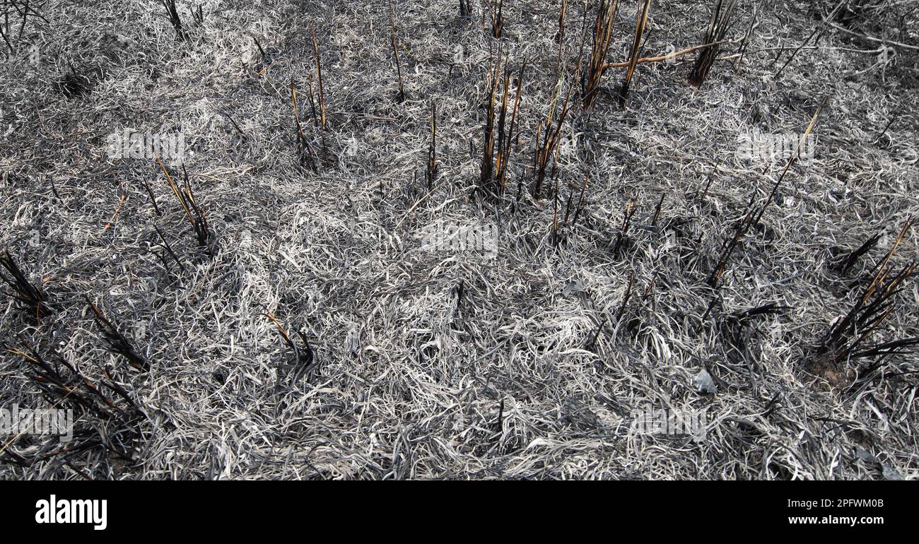 Grasslands turned to gray ash as result of fires that burnt the forest ...
