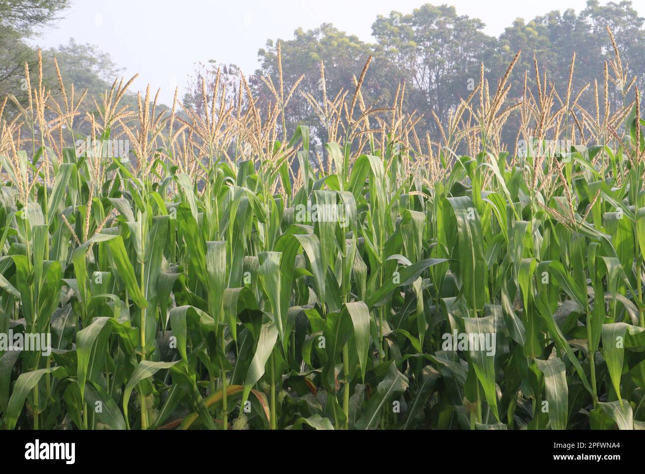 green colored maize farm for harvest are cash crops Stock Photo - Alamy