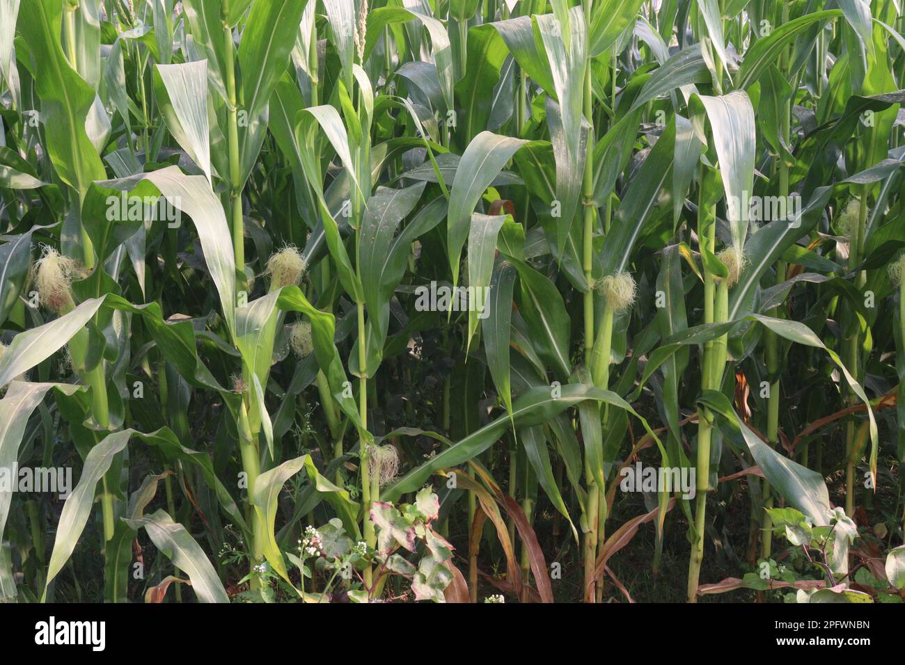 green colored maize farm for harvest are cash crops Stock Photo - Alamy