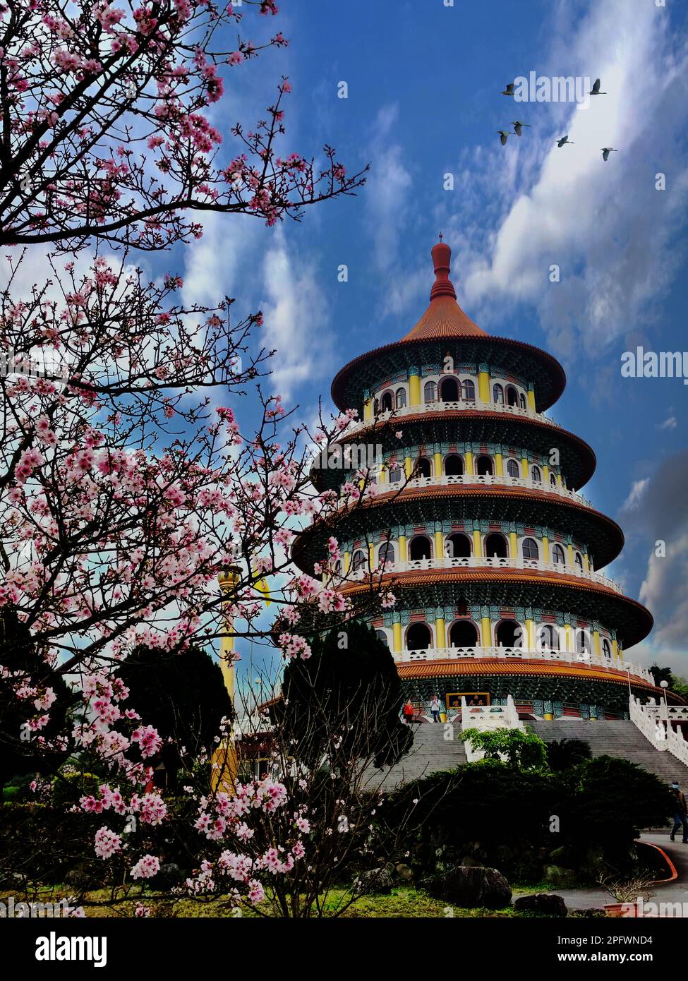 The beautiflu sakura garden with nice sky in Taipei, Taiwan(Multiple ...