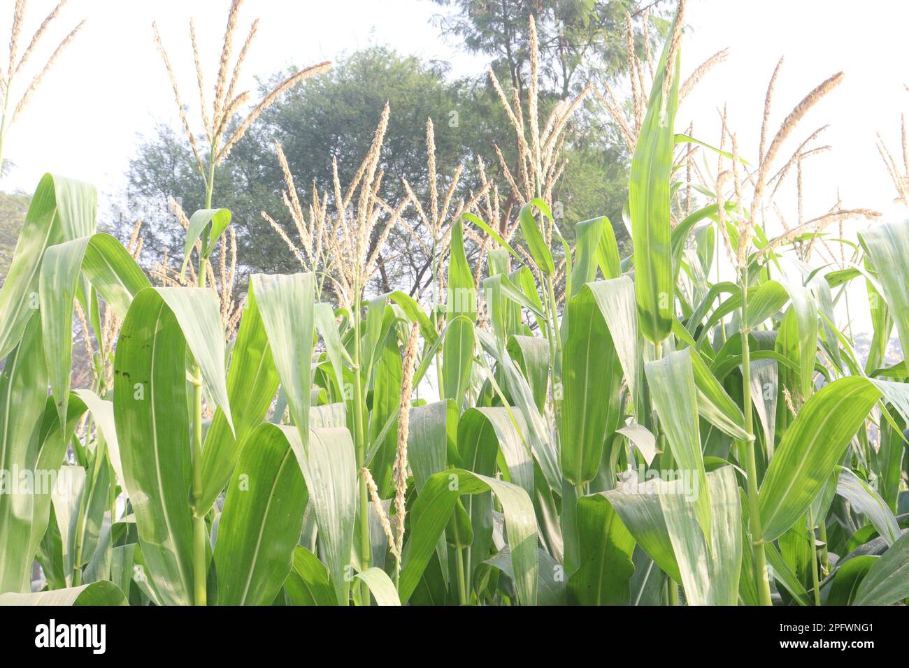 green colored maize farm for harvest are cash crops Stock Photo - Alamy