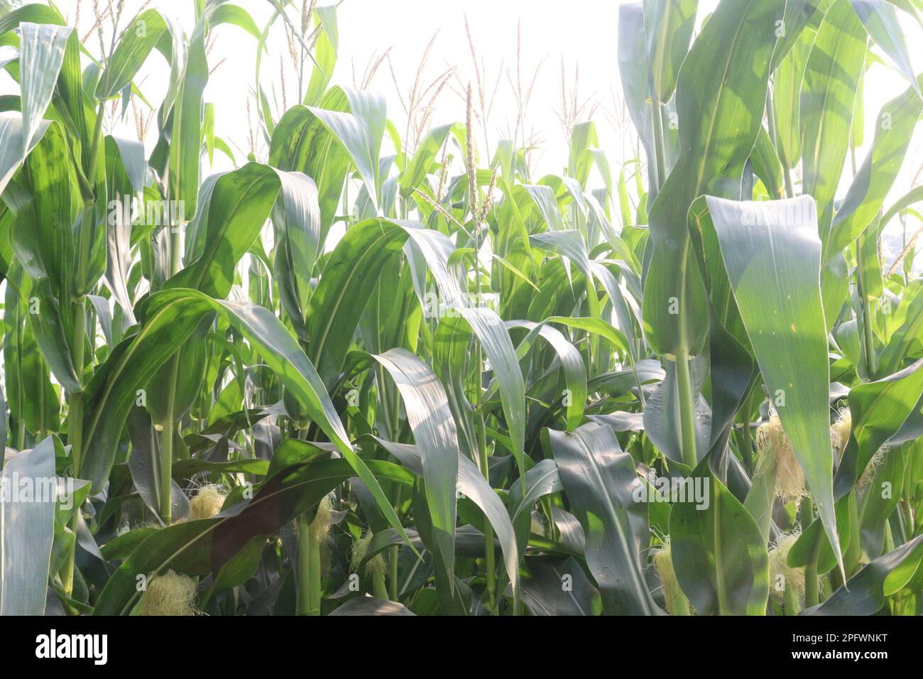 green colored maize farm for harvest are cash crops Stock Photo - Alamy