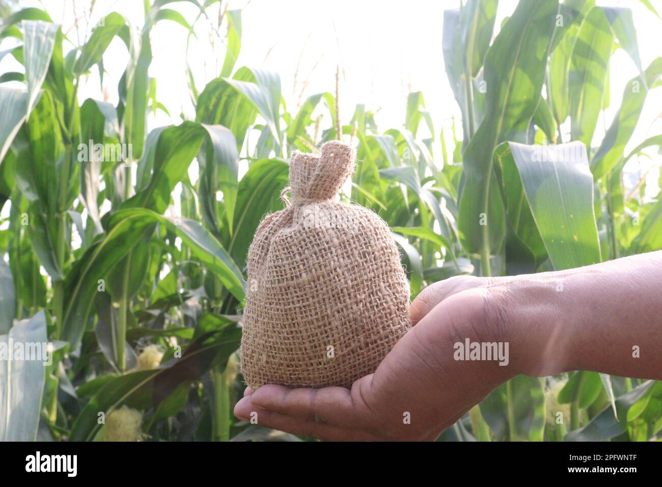 money bag on hand with maize farm for harvest are cash crops Stock ...
