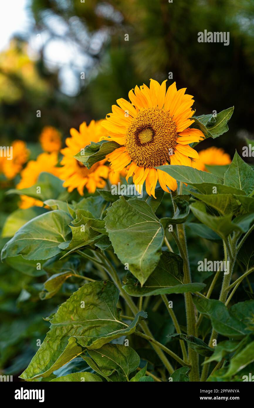 Yellow sunflower field hi-res stock photography and images - Alamy