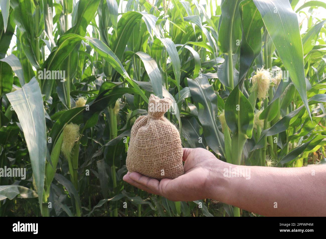 money bag on hand with maize farm for harvest are cash crops Stock ...