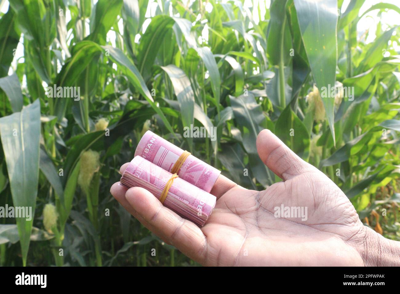 bank note on hand with maize farm for harvest are cash crops Stock ...