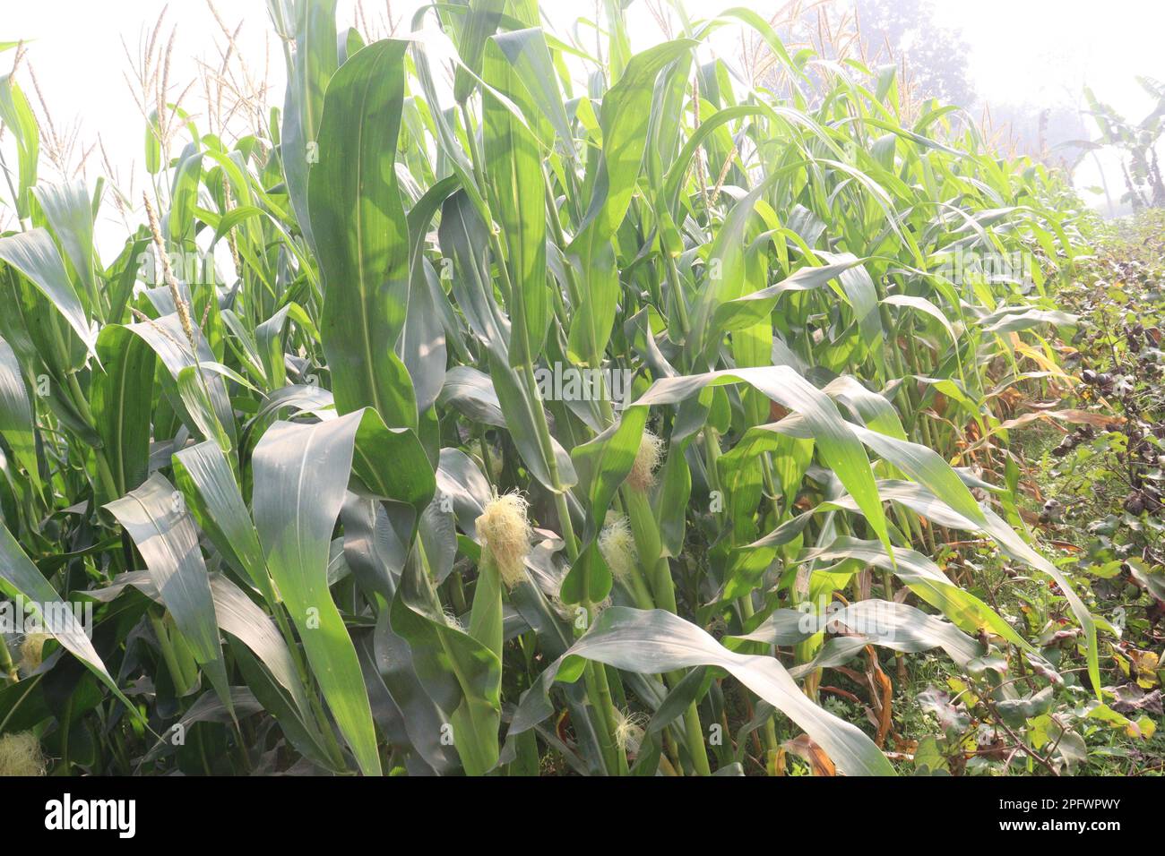 green colored maize farm for harvest are cash crops Stock Photo - Alamy