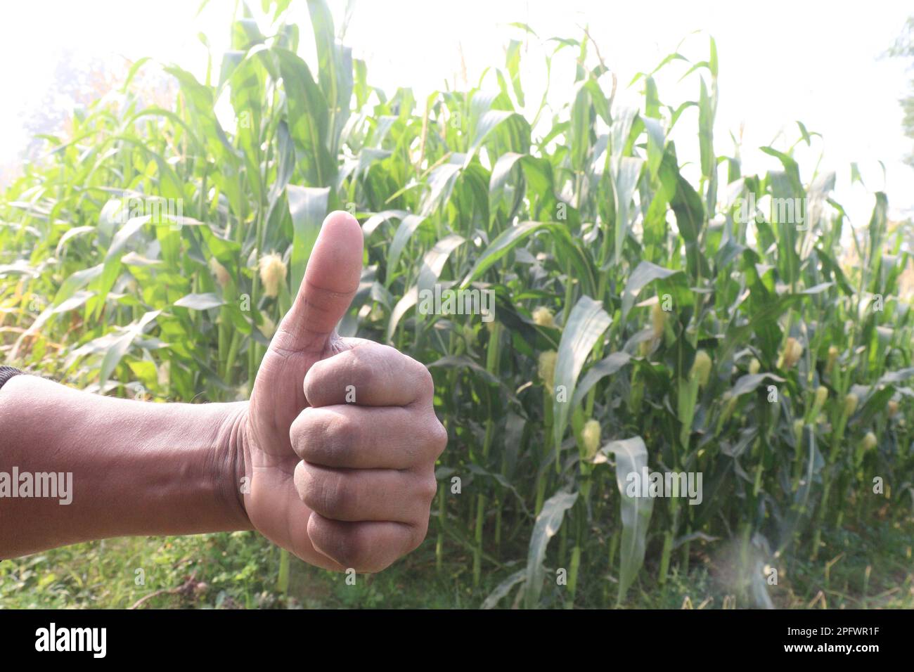 a finger sign with maize farm for deaf and harvest growing finance ...