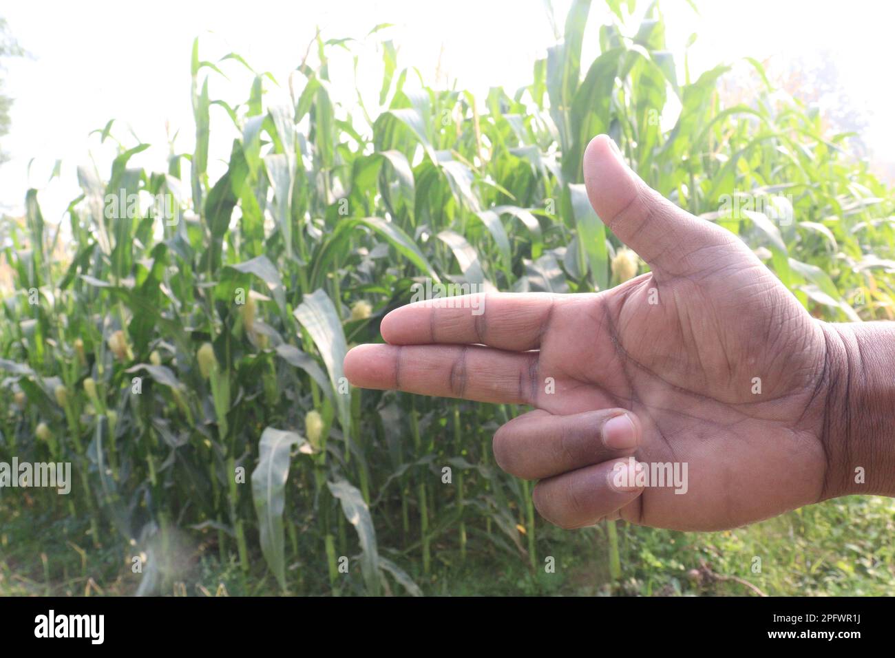 a finger sign with maize farm for deaf and harvest growing finance ...