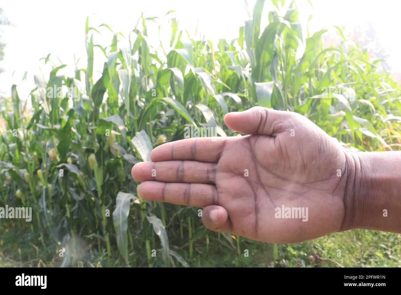 a finger sign with maize farm for deaf and harvest growing finance ...