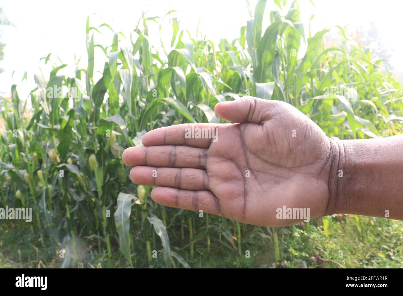 a finger sign with maize farm for deaf and harvest growing finance ...